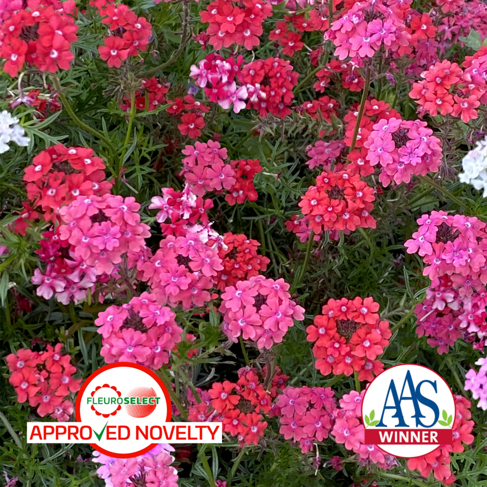 Applewood Seed Company Unveils Verbena 'Sweetheart Kisses' – A Stunning ...